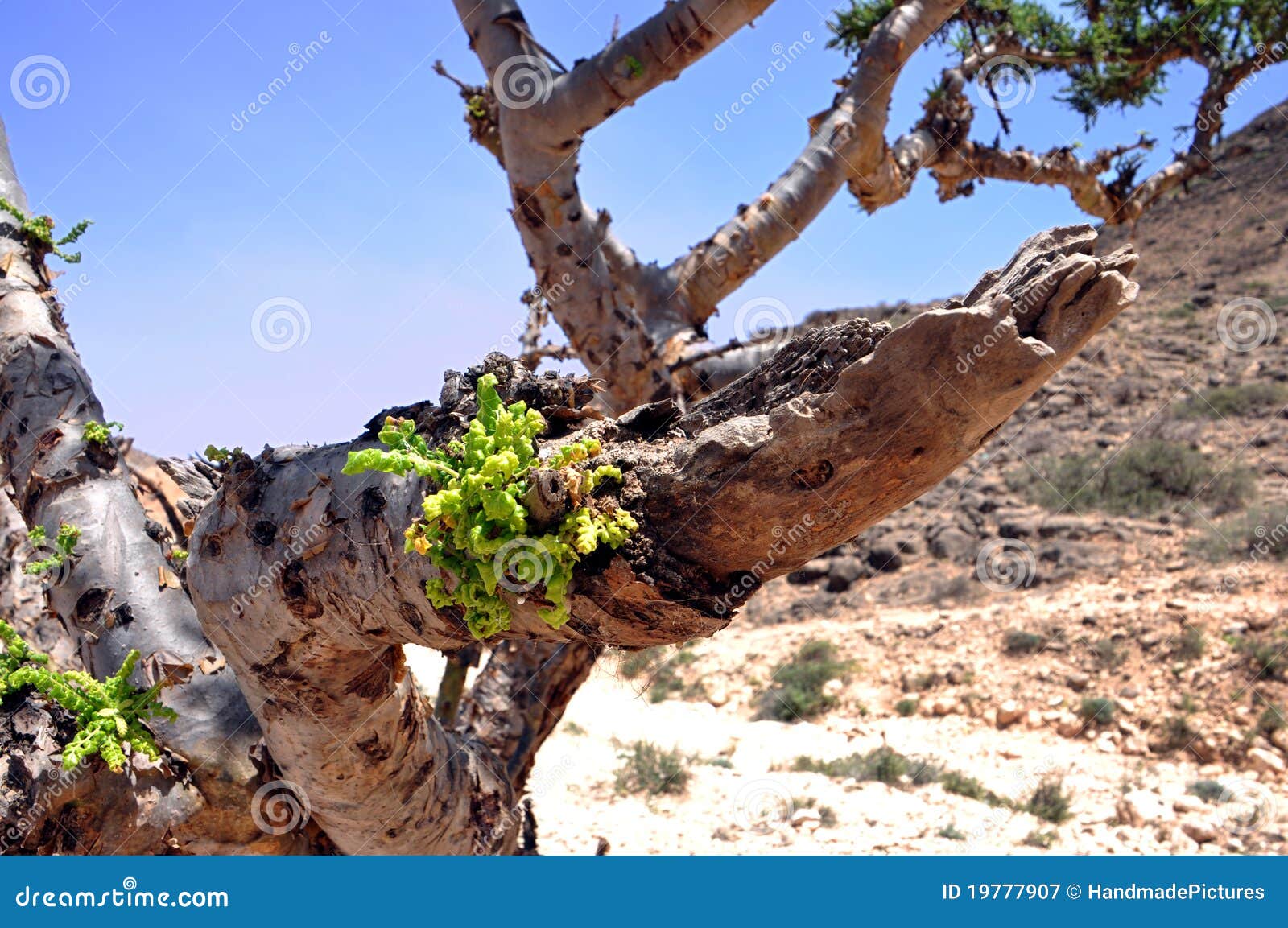 Arbre omanais d'encens image stock. Image du course, roche - 19777907