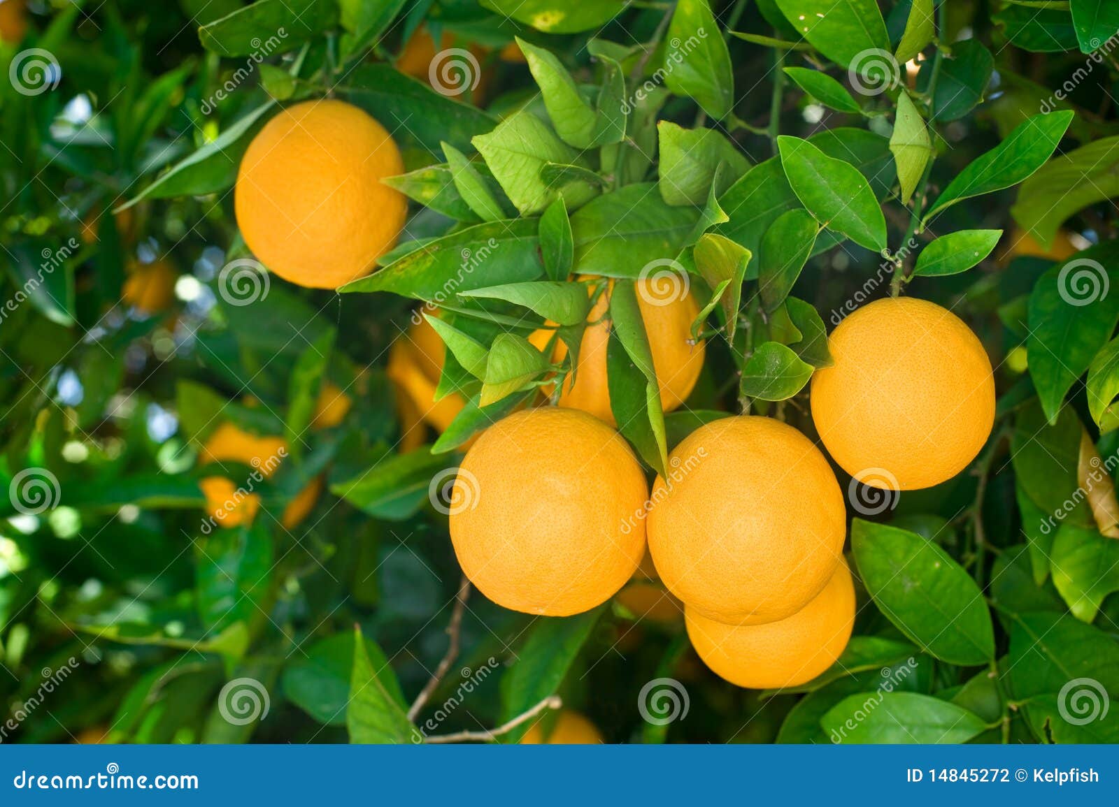 Arbre orange photo stock. Image du frais, coloré, beauté - 14845272