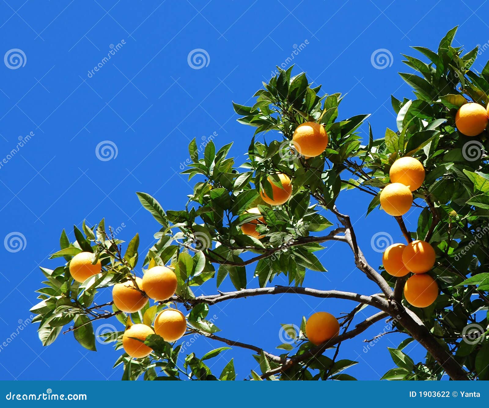 Arbre orange photo stock. Image du vert, climat, citron - 1903622