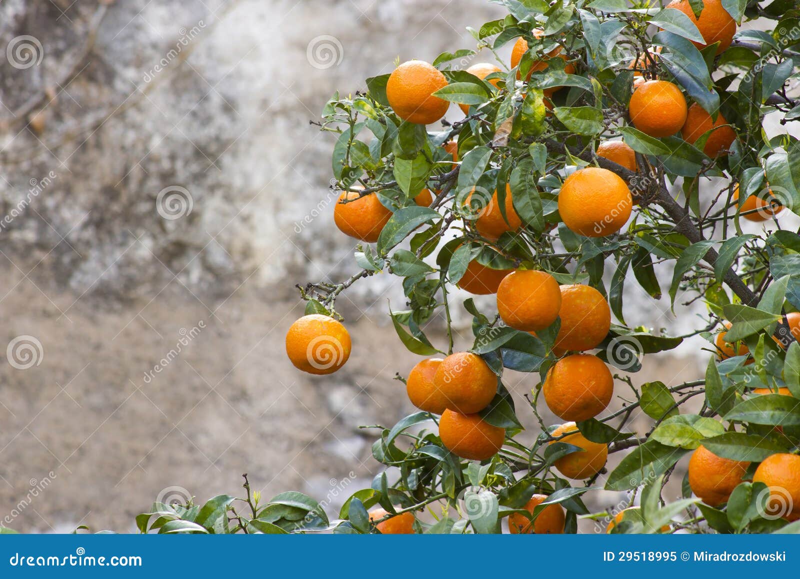 Arbre orange image stock. Image du fruits, sain, épicerie - 29518995
