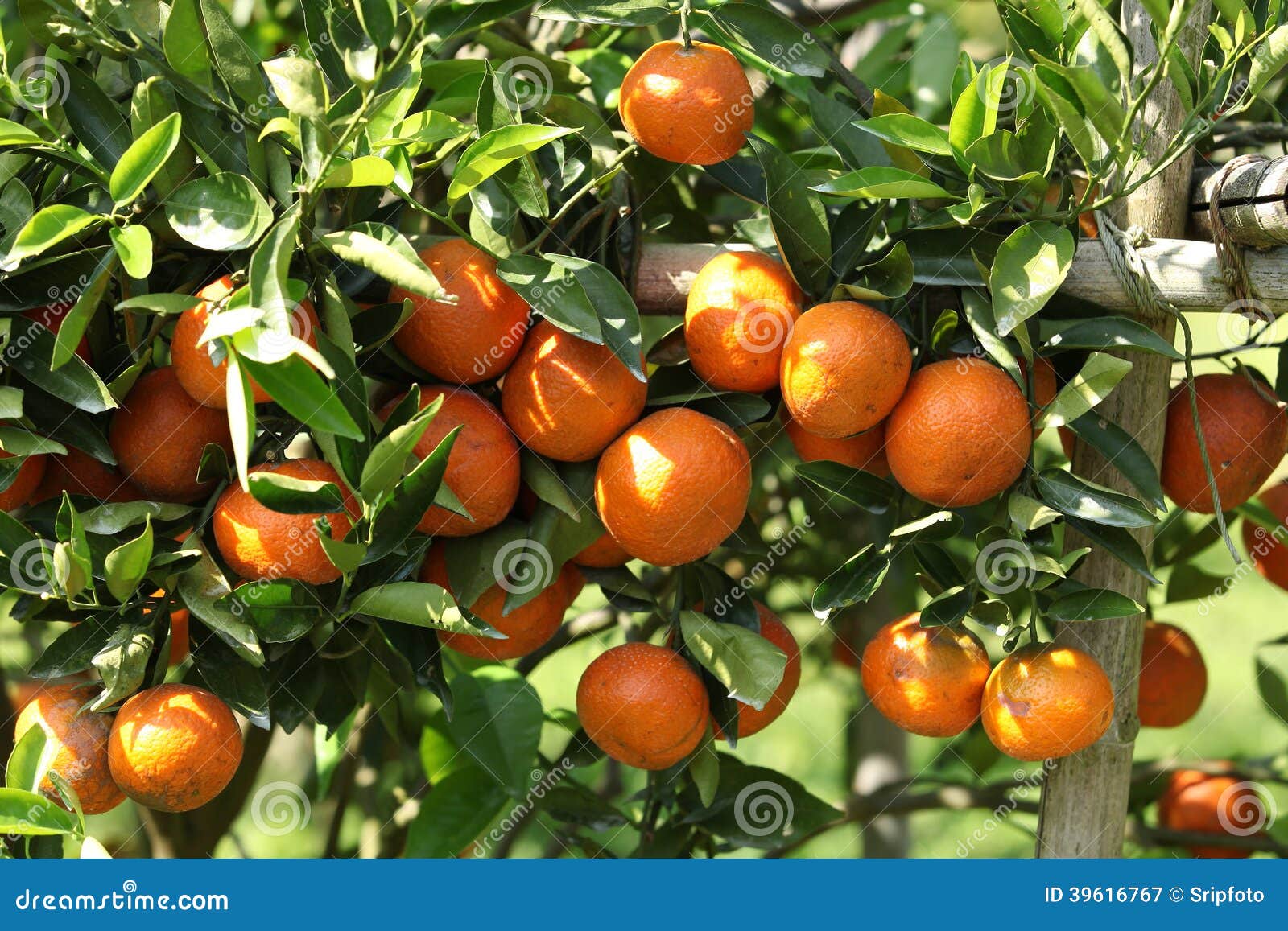 Arbre orange image stock. Image du couleur, plantation - 39616767