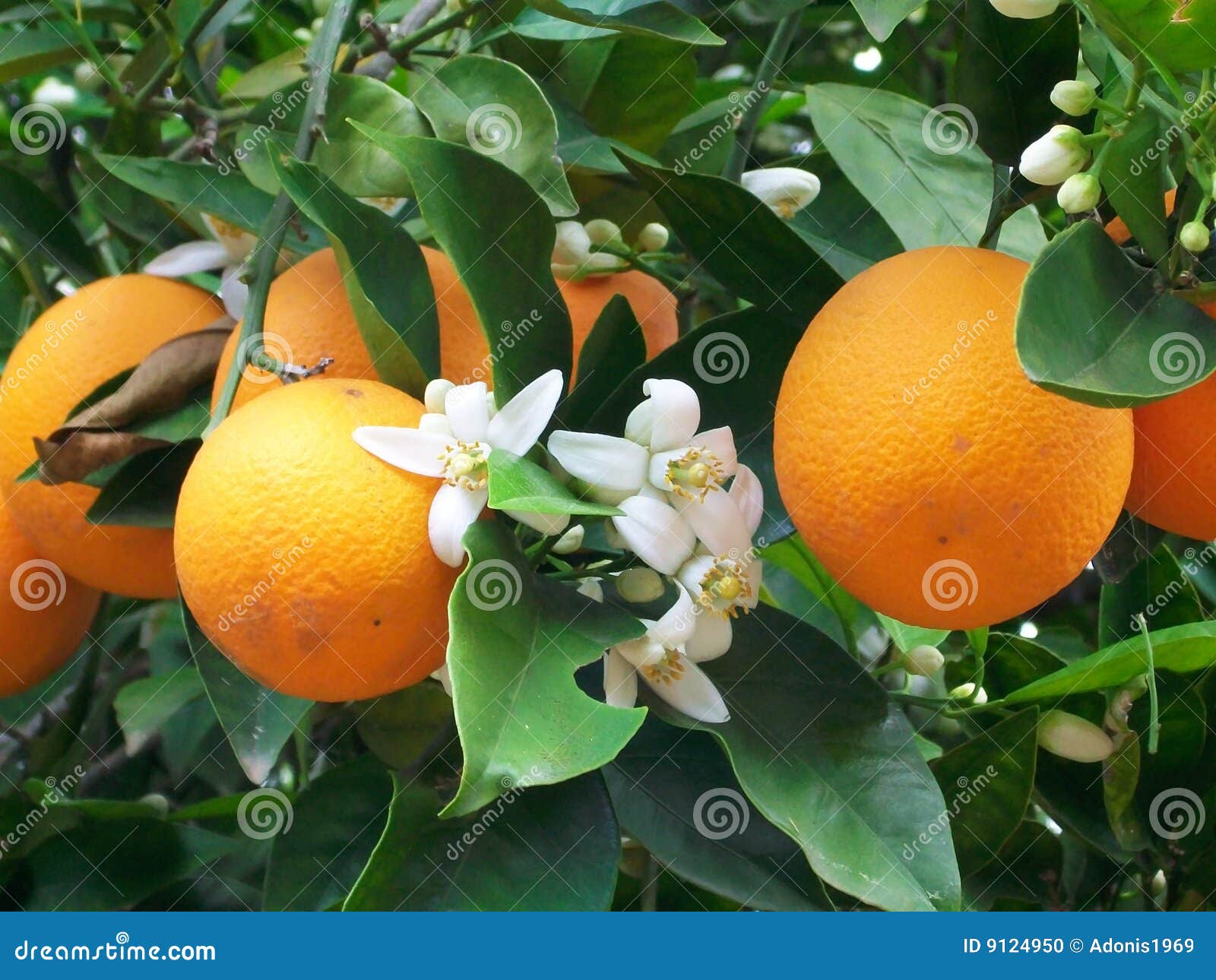 Arbre orange photo stock. Image du plantation, vivacité - 9124950