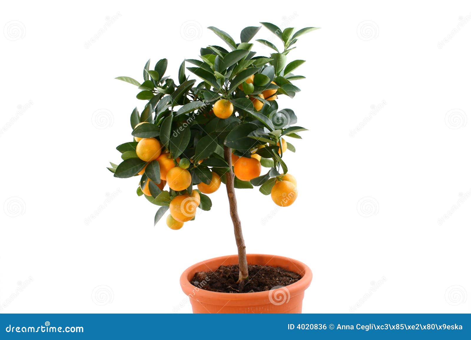 Arbre Orange Avec De Petits Fruits Photo stock - Image du potted ...