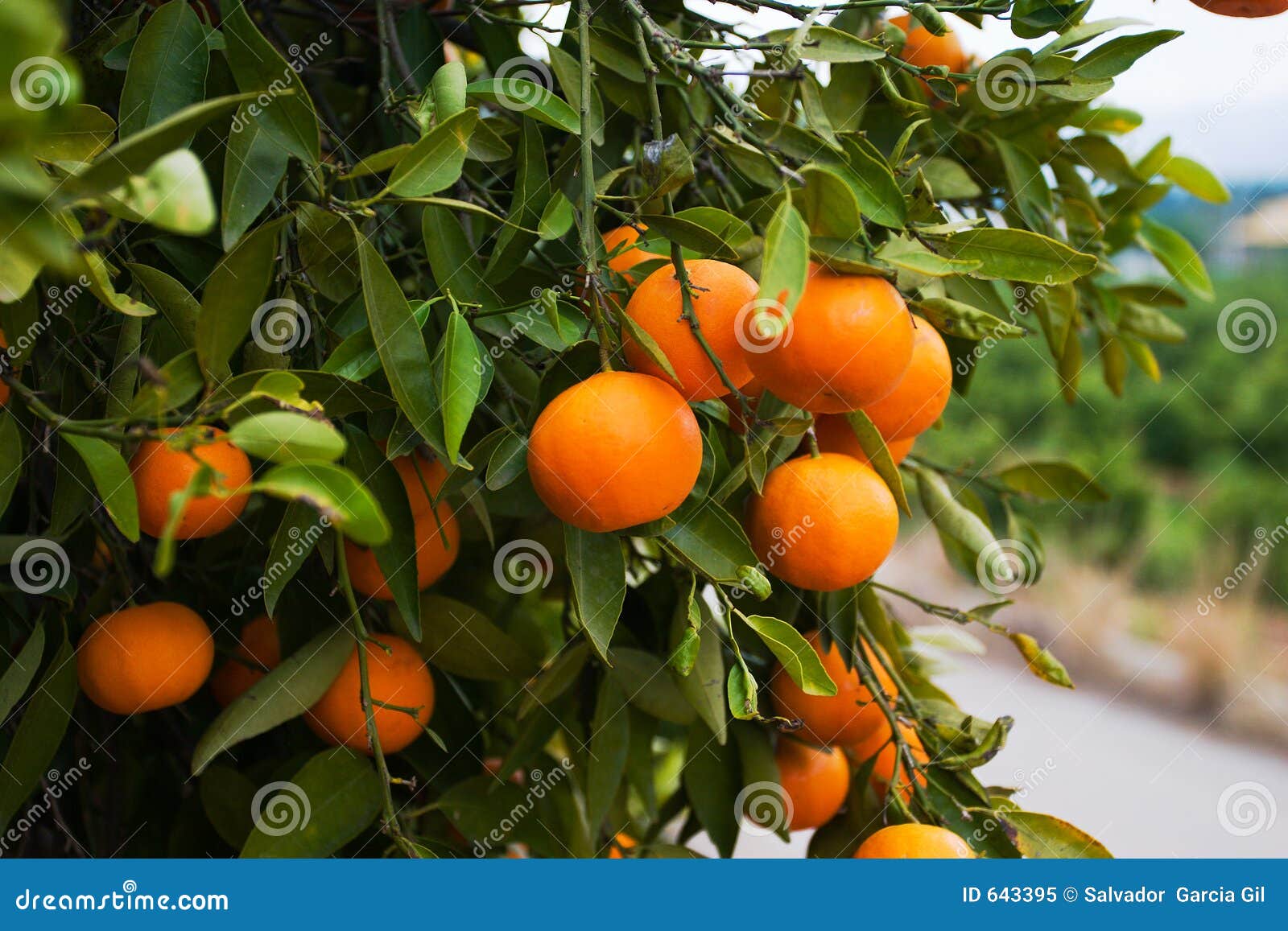 Arbre orange en Espagne image stock. Image du orange, campagne - 643395