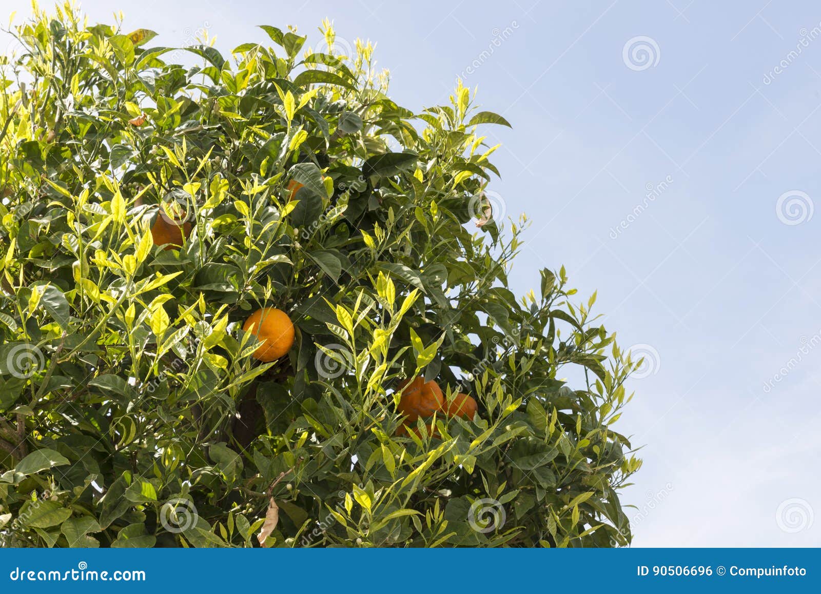 Arbre orange en Espagne photo stock. Image du doux, fruits - 90506696