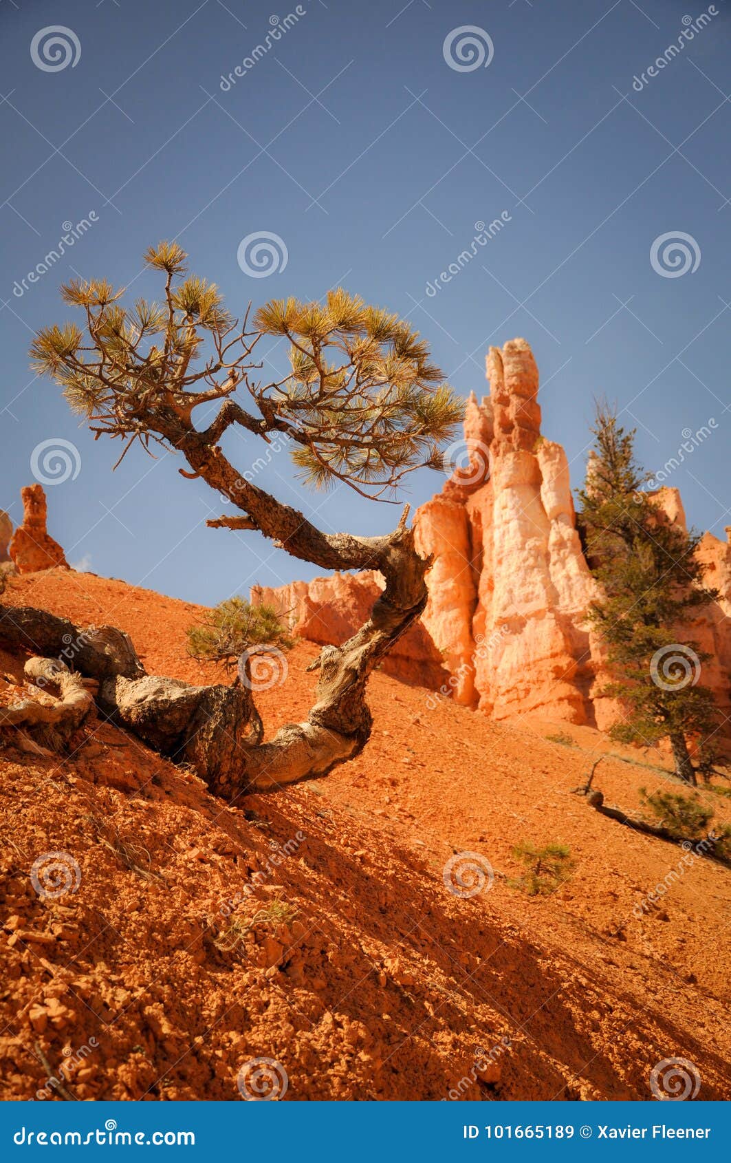 Arbre Original Dans Bryce Canyon Park Aride Image stock - Image du ...