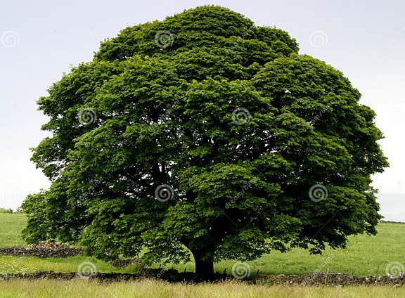 Arbre parfait photo stock. Image du champs, ombre, agriculture - 4706