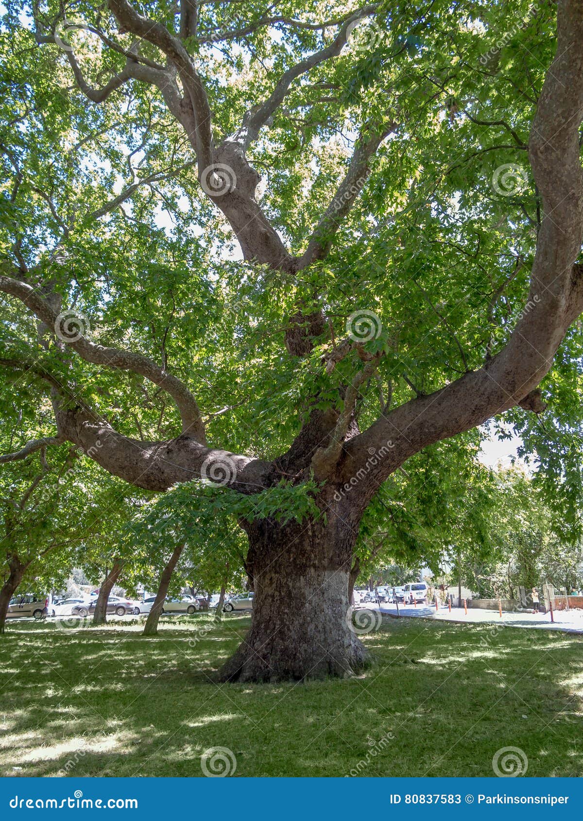 Arbre plat de sycomore image stock. Image du village - 80837583