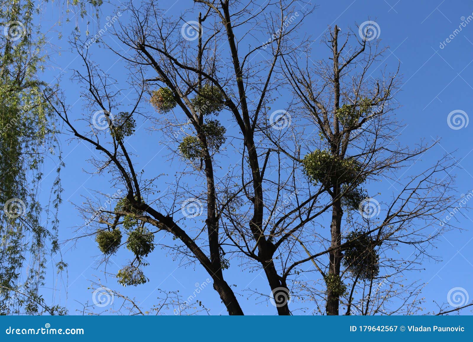 Arbre Plein De Nids D'oiseaux Image stock - Image du sauvage, arbre ...