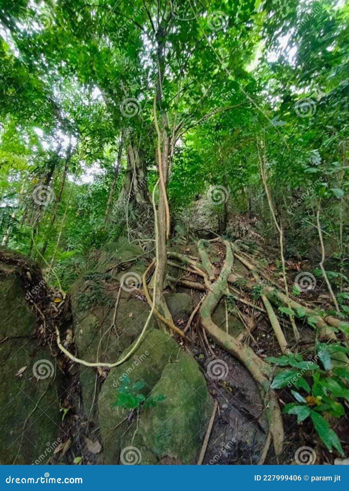 Arbre Pousse Sur La Roche Dans La Jungle Photo stock - Image du roche ...