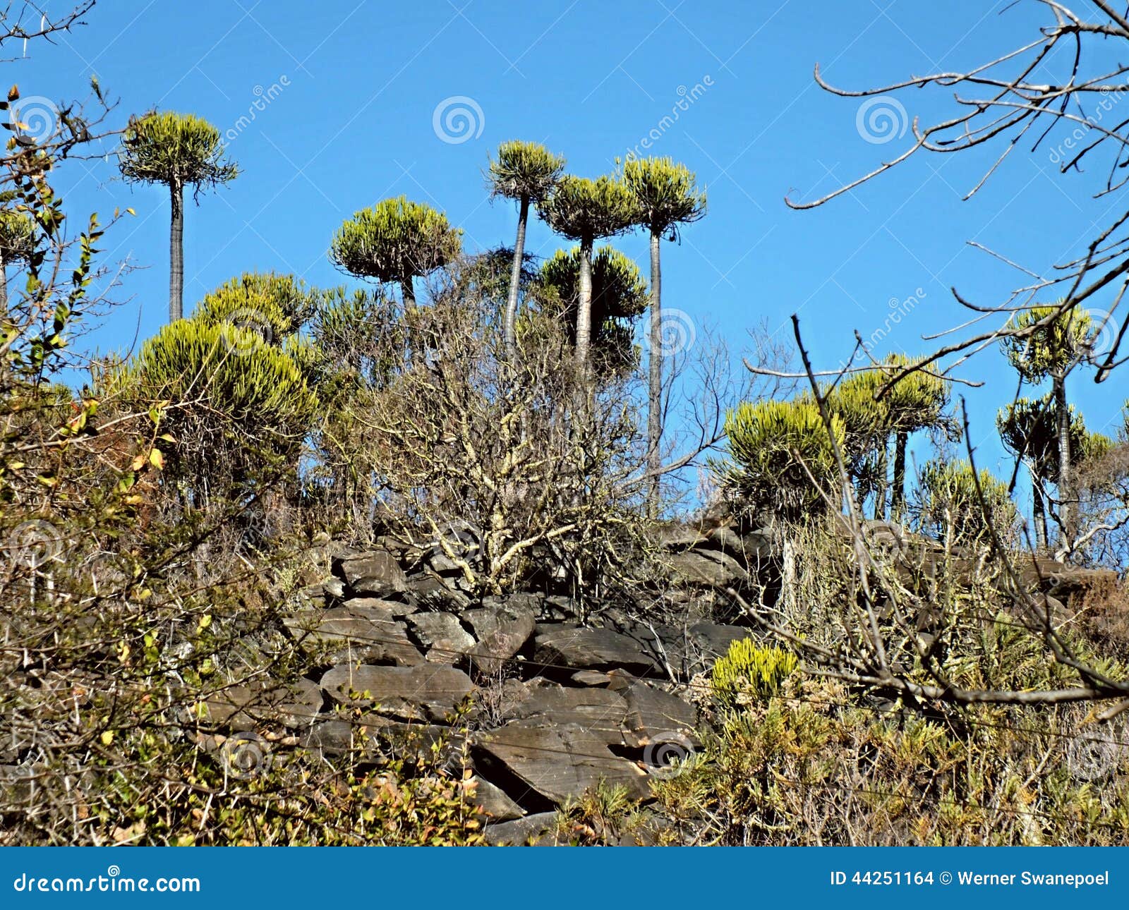 Arbre rare de cactus photo stock. Image of cactus, arbre - 44251164