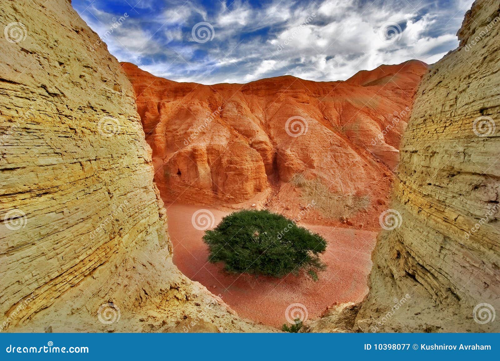 Arbre robuste image stock. Image du nature, repère, voyage - 10398077