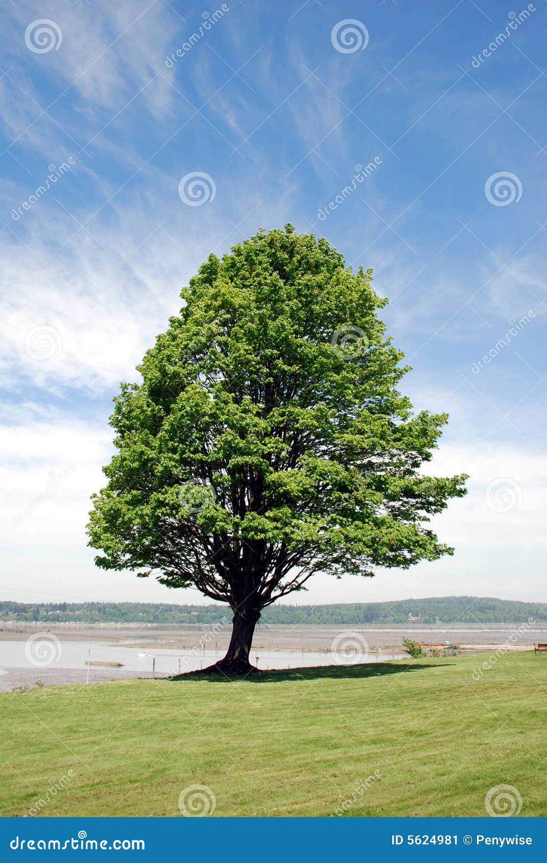 Arbre robuste image stock. Image du majestueux, herbe - 5624981