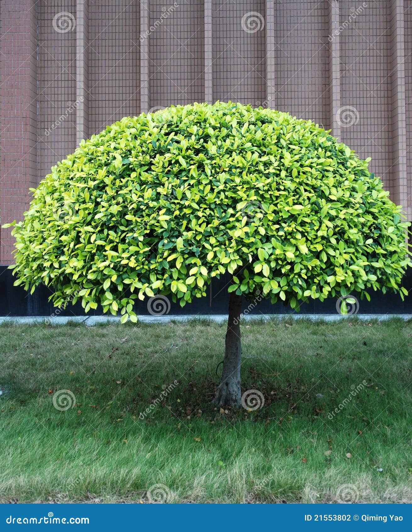 Arbre rond photo stock. Image du jardin, pruneau, rond - 21553802