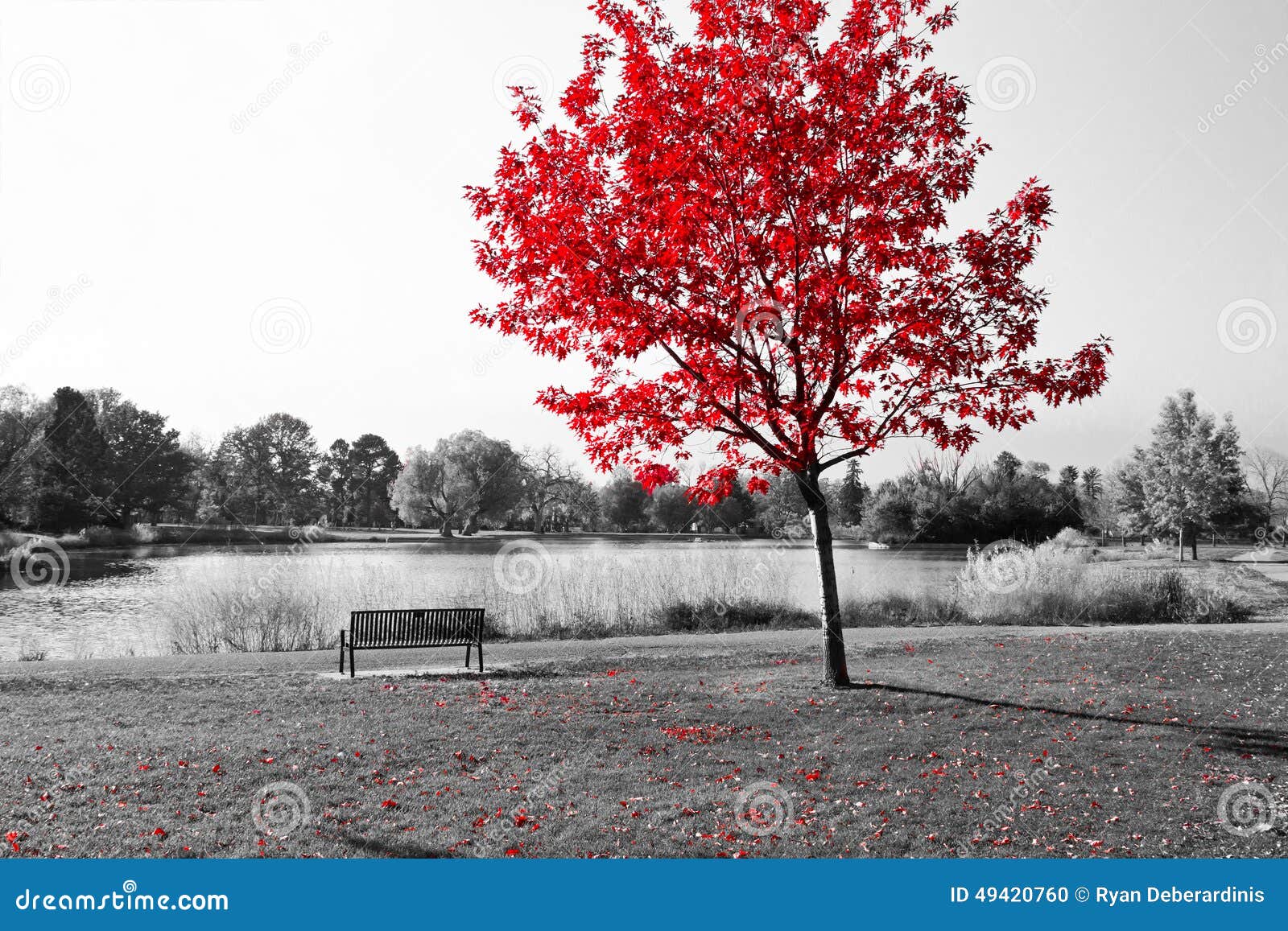 Arbre Rouge Au-dessus De Banc De Parc Photo stock - Image du ville ...