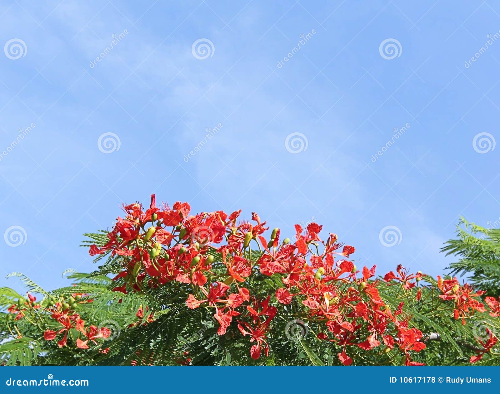 Arbre royal 1 de Poinciana photo stock. Image du botanique - 10617178