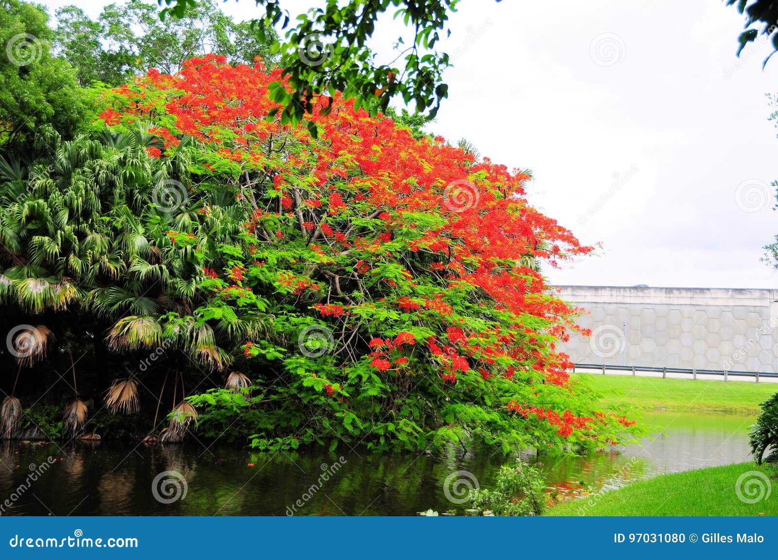 Arbre royal de Poinciana photo stock. Image du complètement - 97031080