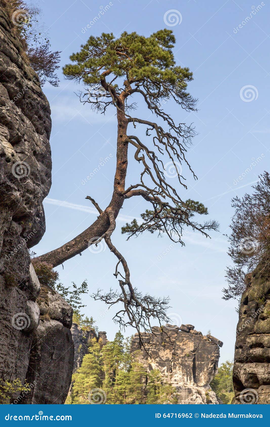 Arbre S'élevant De La Roche Comme Bonsaï Photo stock - Image du ...