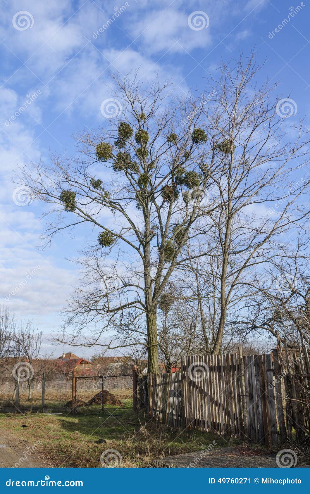 Arbre Sans Feuilles Avec Le Gui Image stock - Image du configuration ...