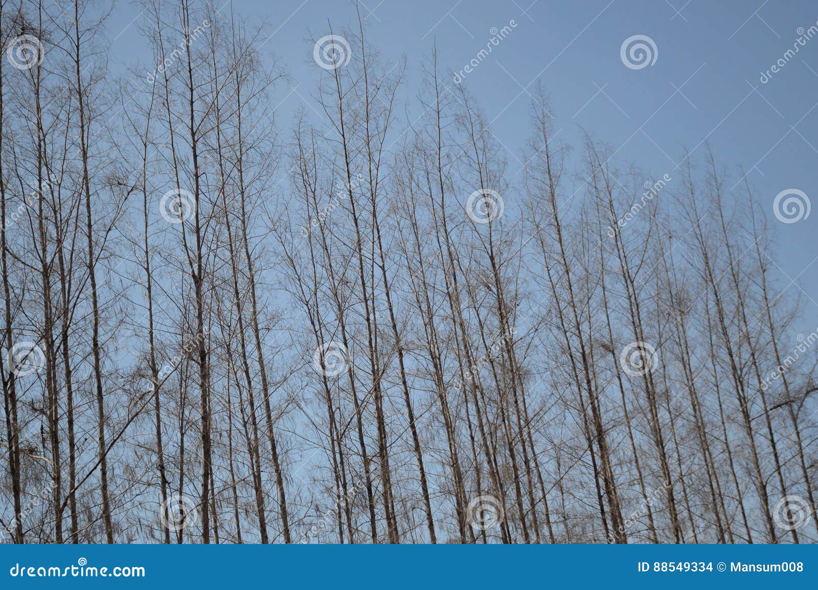 Arbre Sec D'equisetifolia De Casuarina Photo stock - Image du été ...