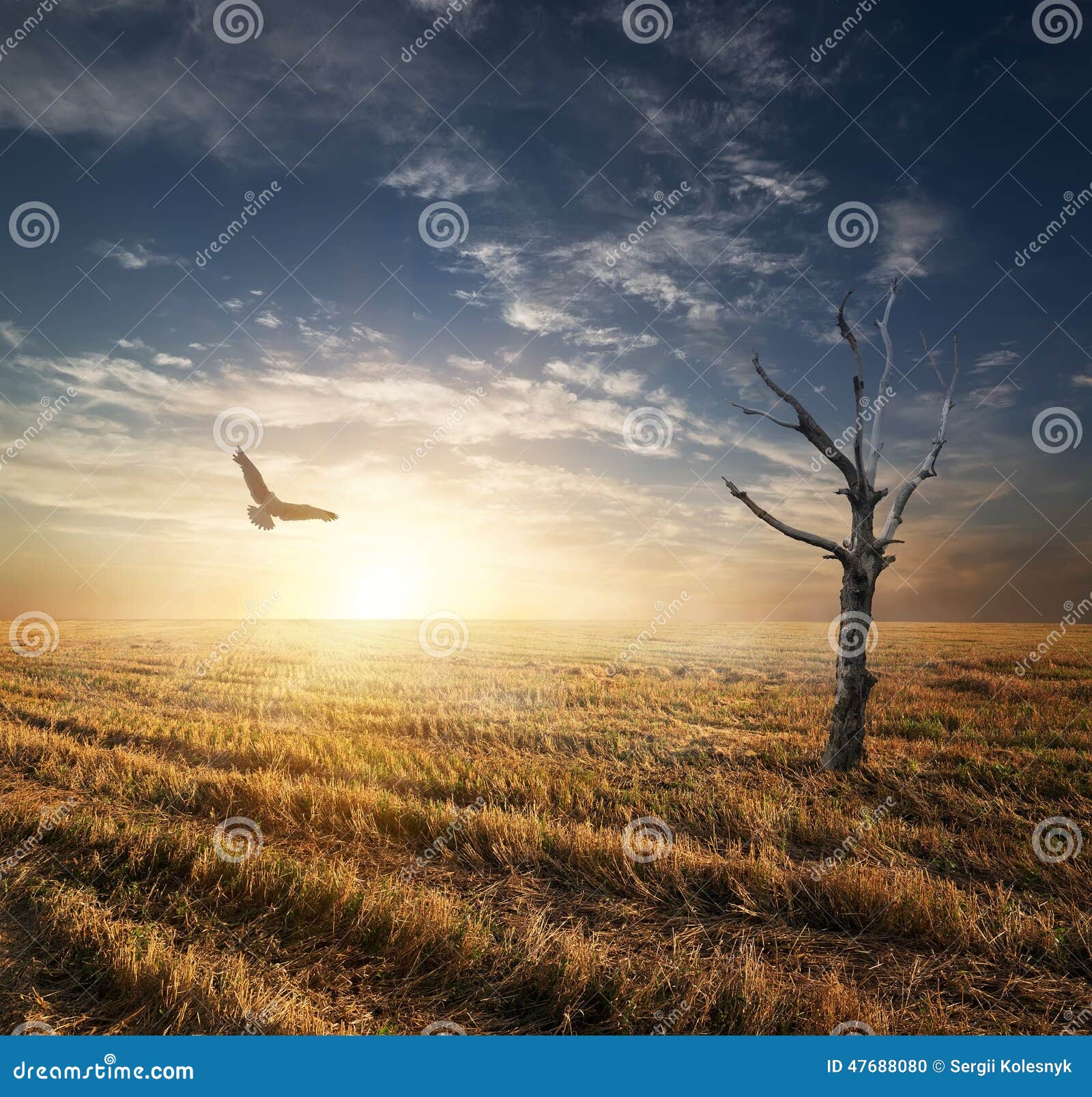 Arbre Sec Dans Le Domaine D'autumnn Photo stock - Image du nuages ...