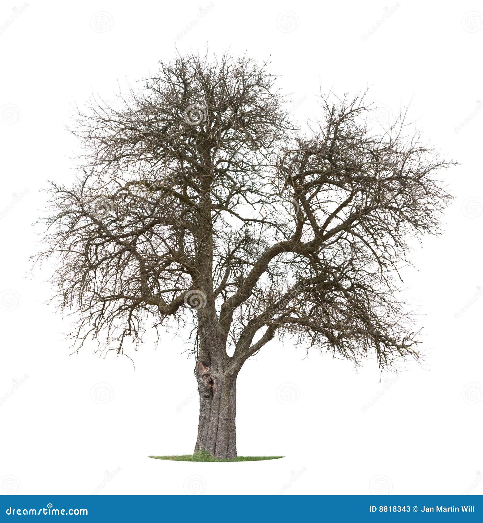 Arbre sec de pomme image stock. Image du seul, leafless - 8818343