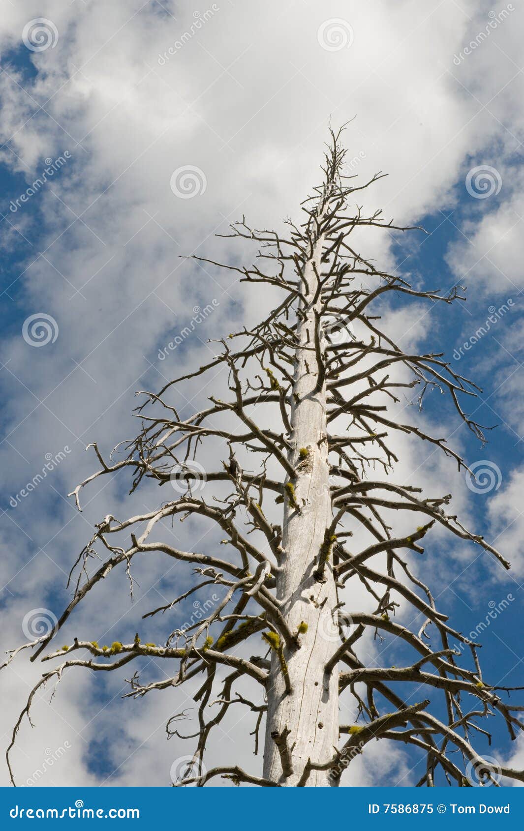 Arbre sec grand image stock. Image du structure, cieux - 7586875