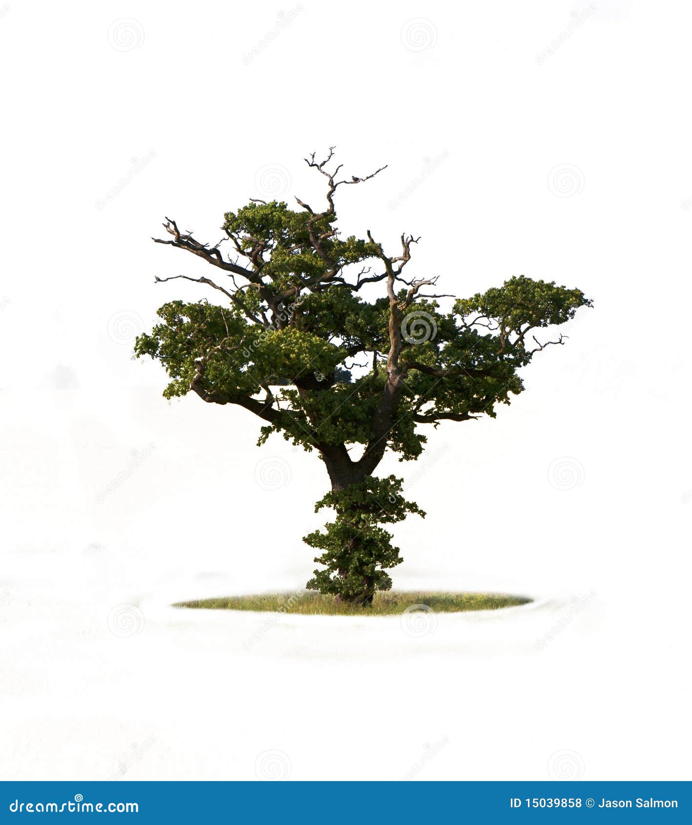 Arbre simple photo stock. Image du fond, centrale, silhouette - 15039858