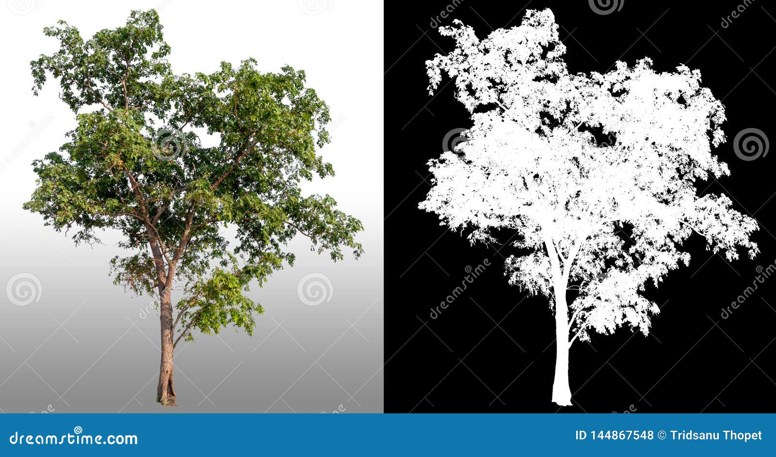 Arbre Simple Avec Le Chemin De Coupure Photo stock - Image du noir ...