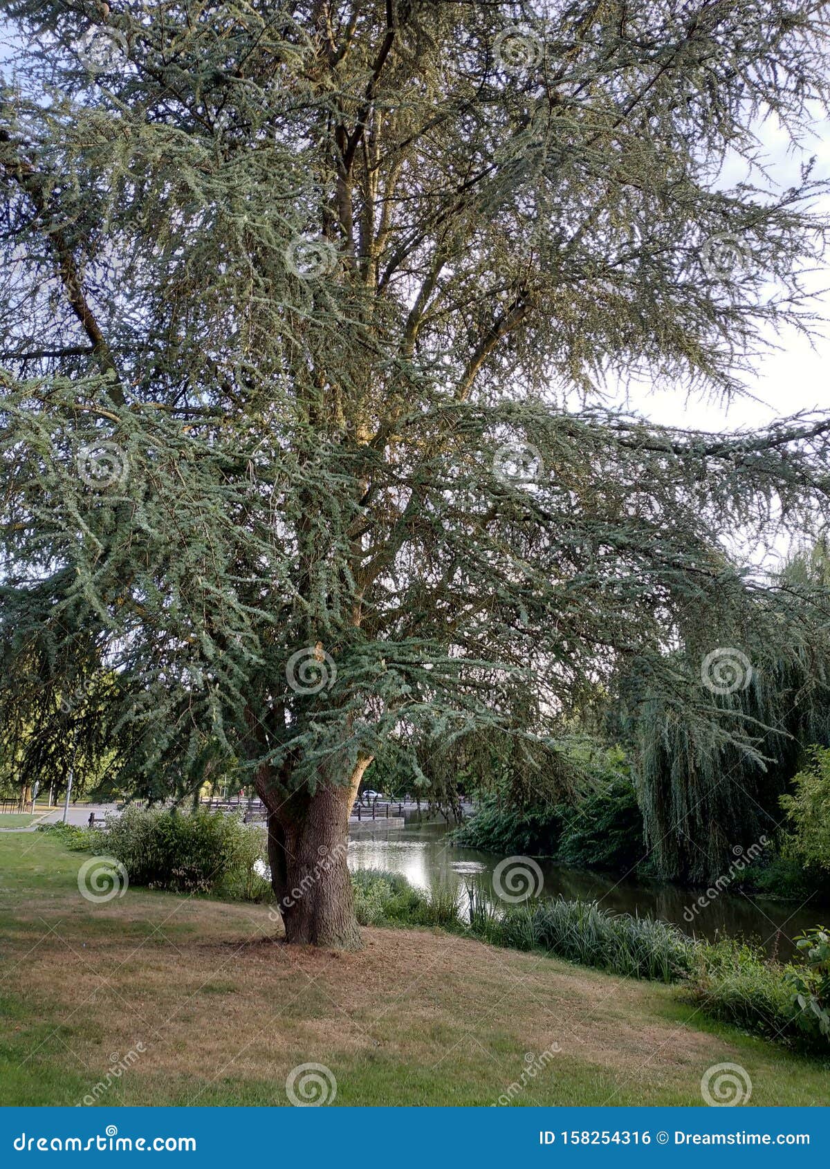 Arbre solitaire stock photo. Image of paysage, arbre - 158254316