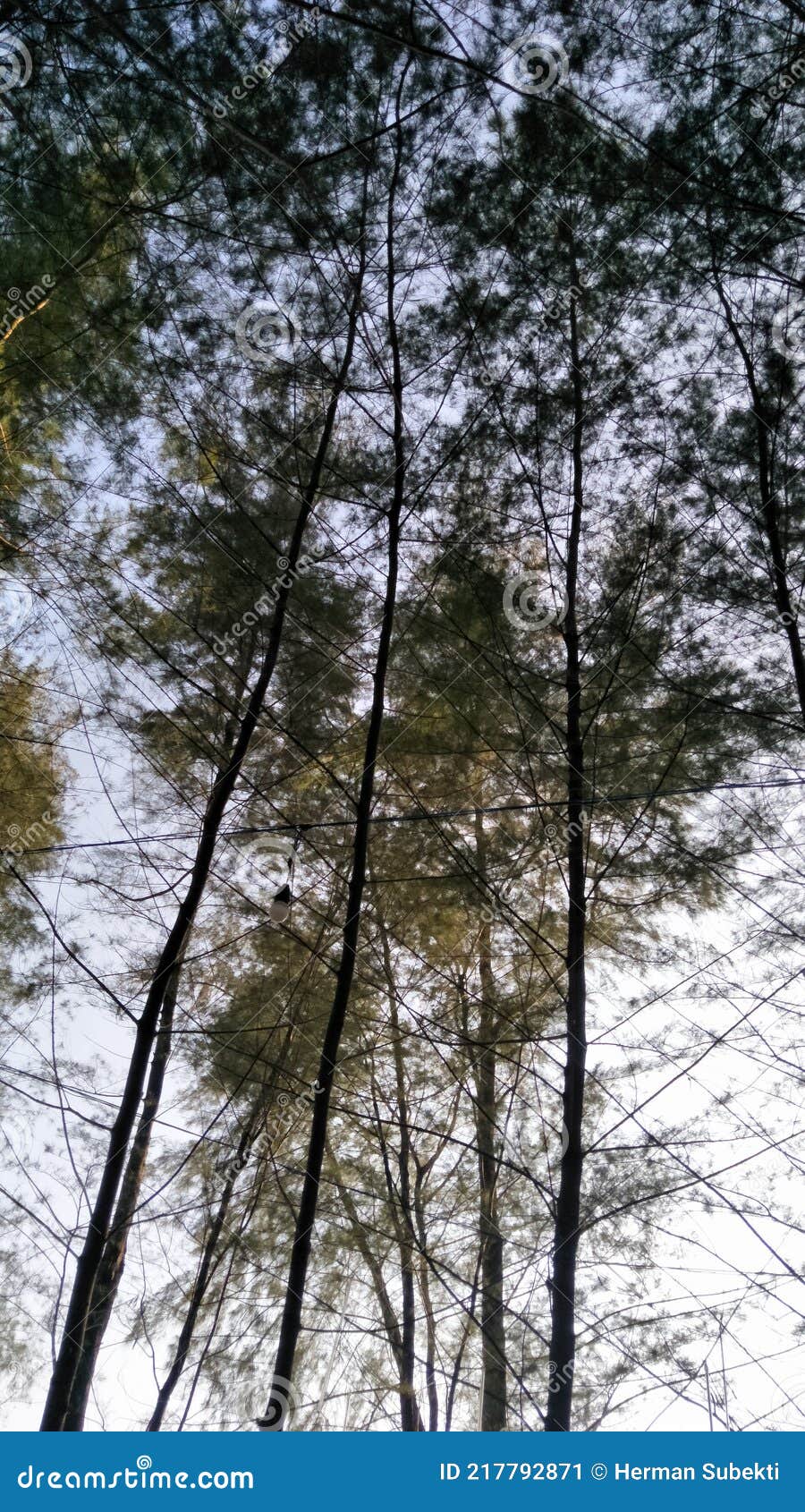 Arbre sunsite image stock. Image du neige, coffre, plantation - 217792871