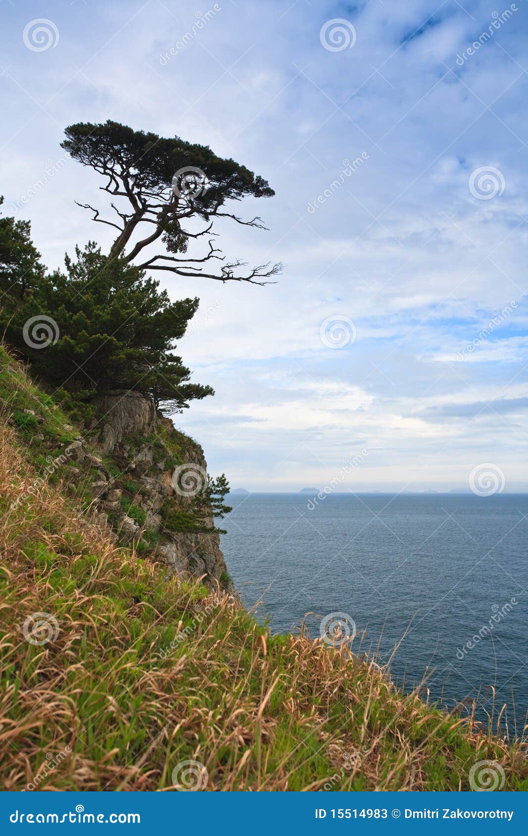 Arbre sur la pente image stock. Image du nature, intact - 15514983