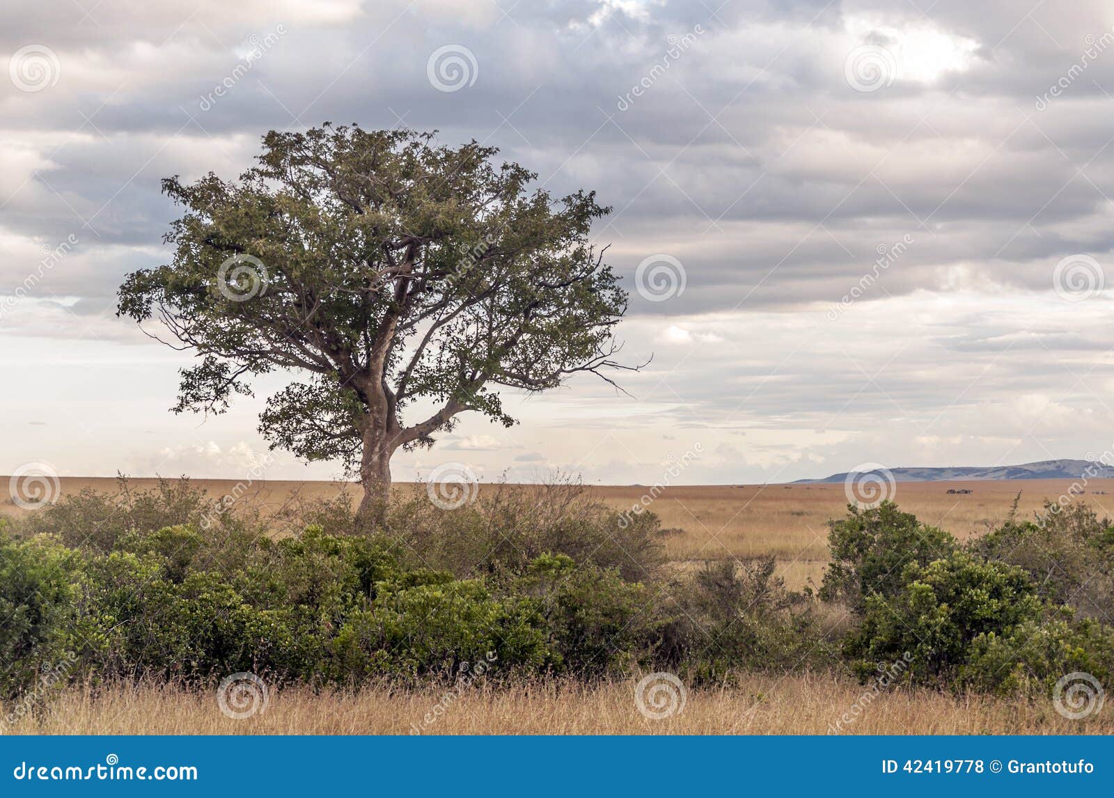 Arbre Sur La Savane Africaine Photo stock - Image du ambiant, jour ...