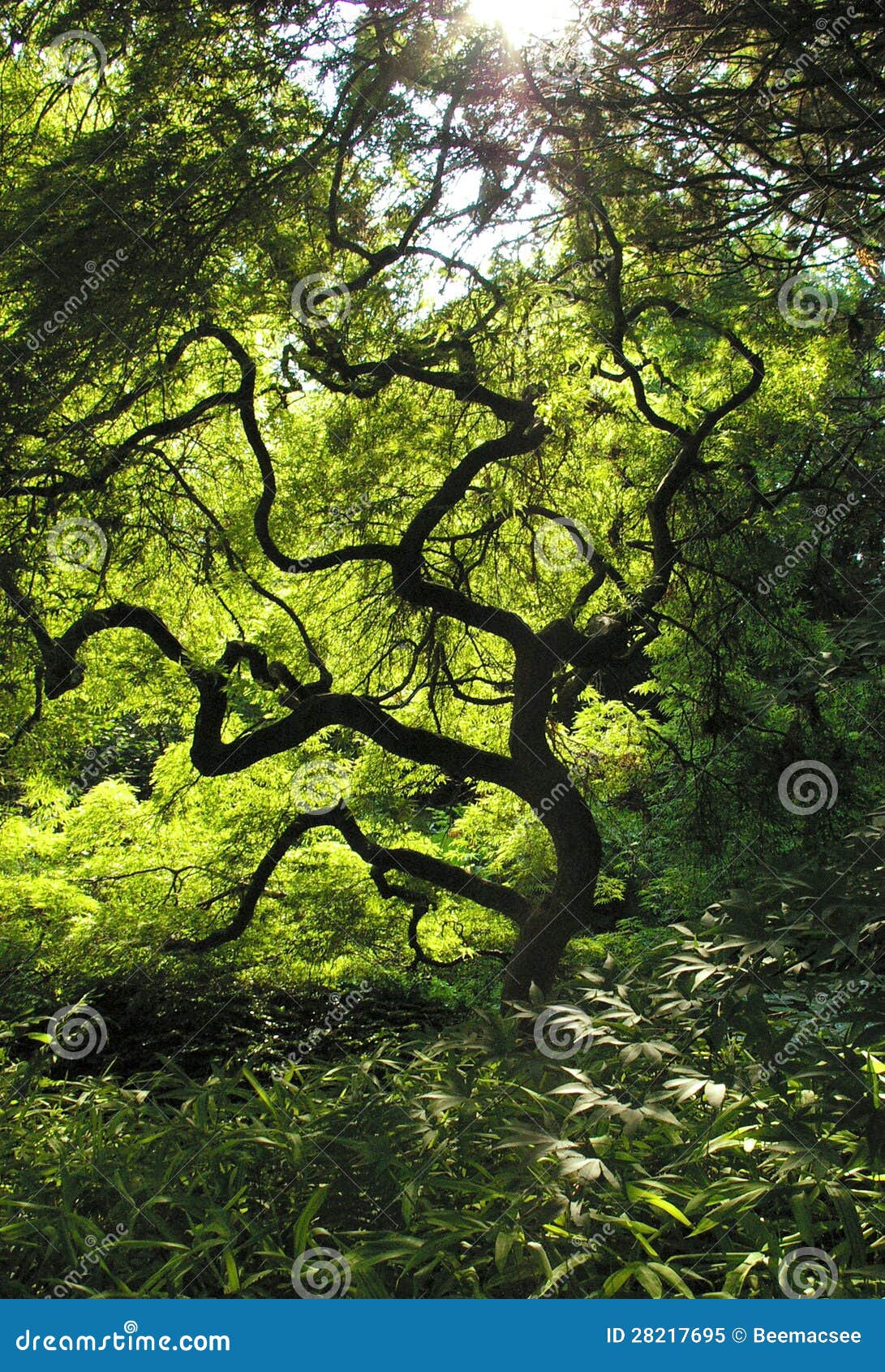 Arbre tordu image stock. Image du horticulture, forêt - 28217695