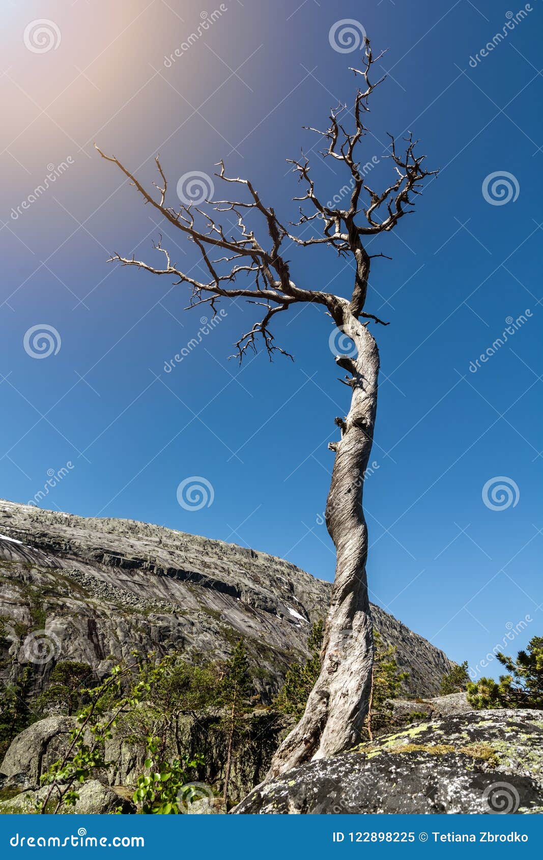 Arbre tordu isolé image stock. Image du ciel, flore - 122898225