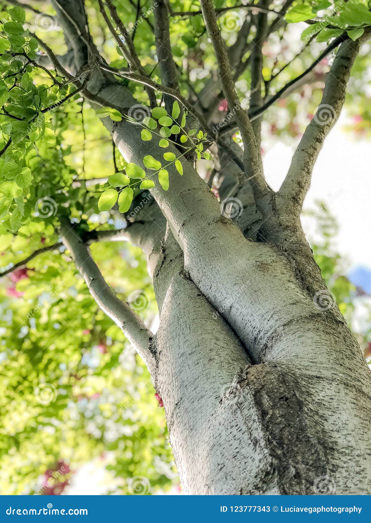 Arbre Tordu Par Feuilles Lumineuses Image stock - Image du printemps ...