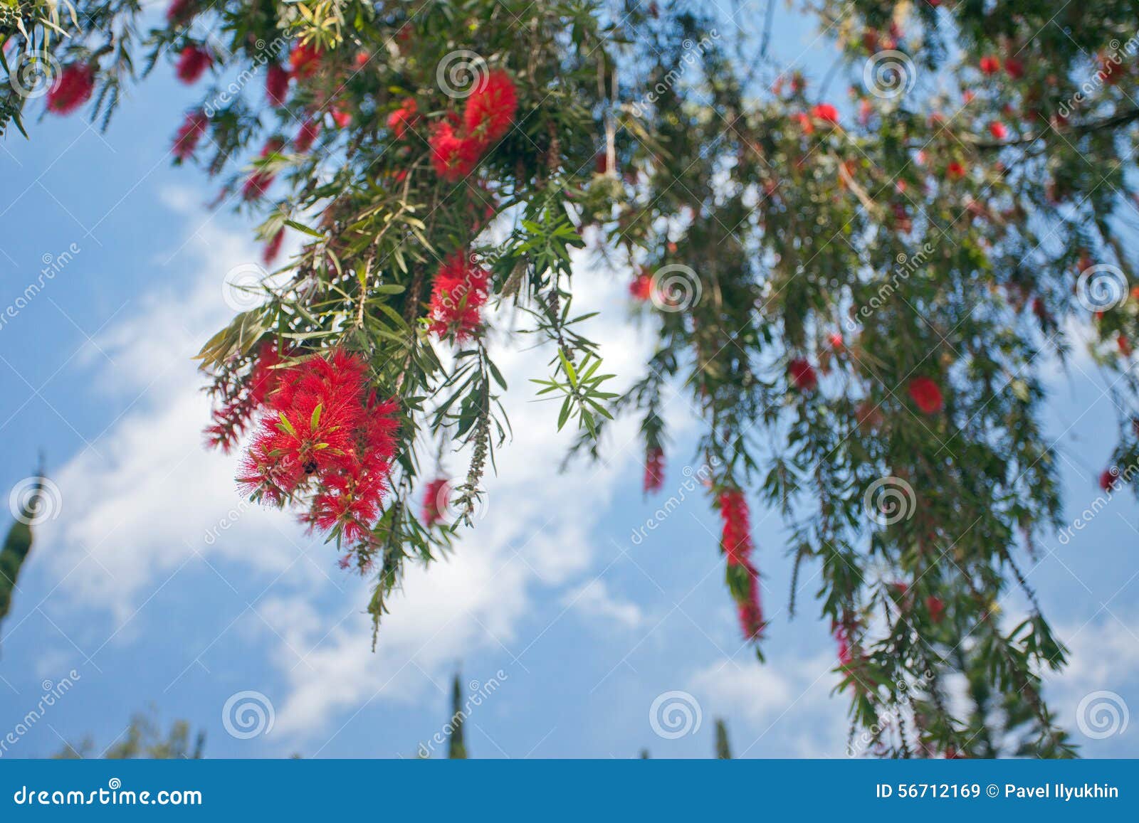 Arbre Tropical Avec Les Fleurs Rouges Image stock - Image du brillant ...