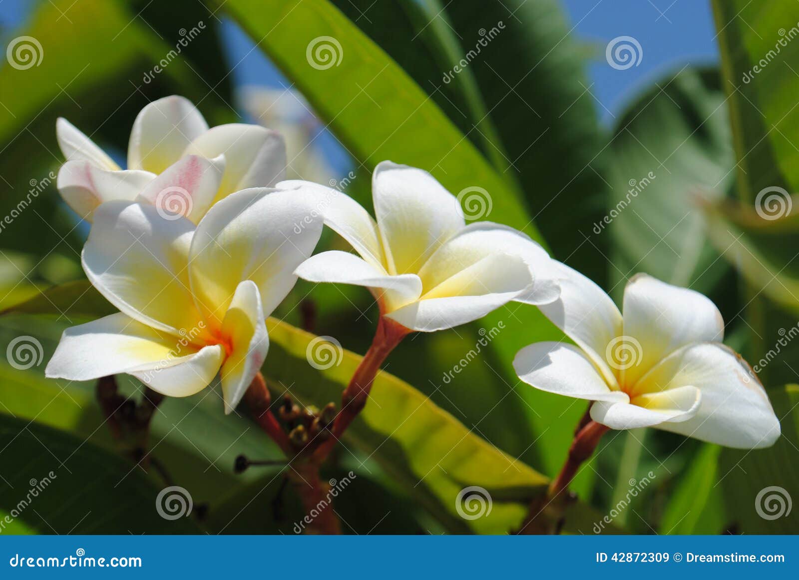 Arbre Tropical Dans La Fleur Image stock - Image du blanc, grand: 42872309