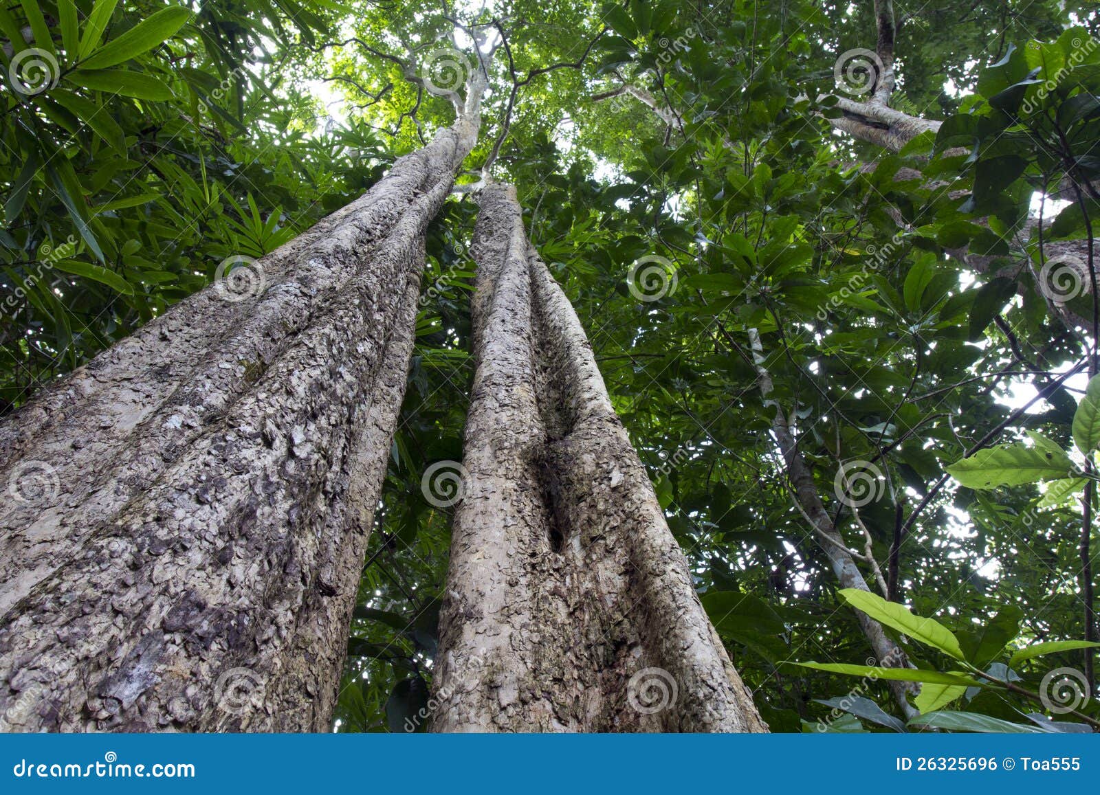 Arbre Tropical De Forêt Humide Photo stock - Image of lames, extérieur ...