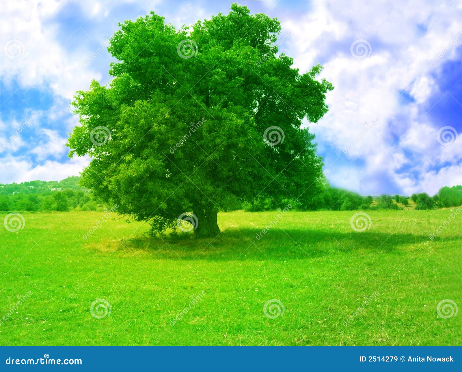 Arbre vert image stock. Image du arbre, branchements, beau - 2514279