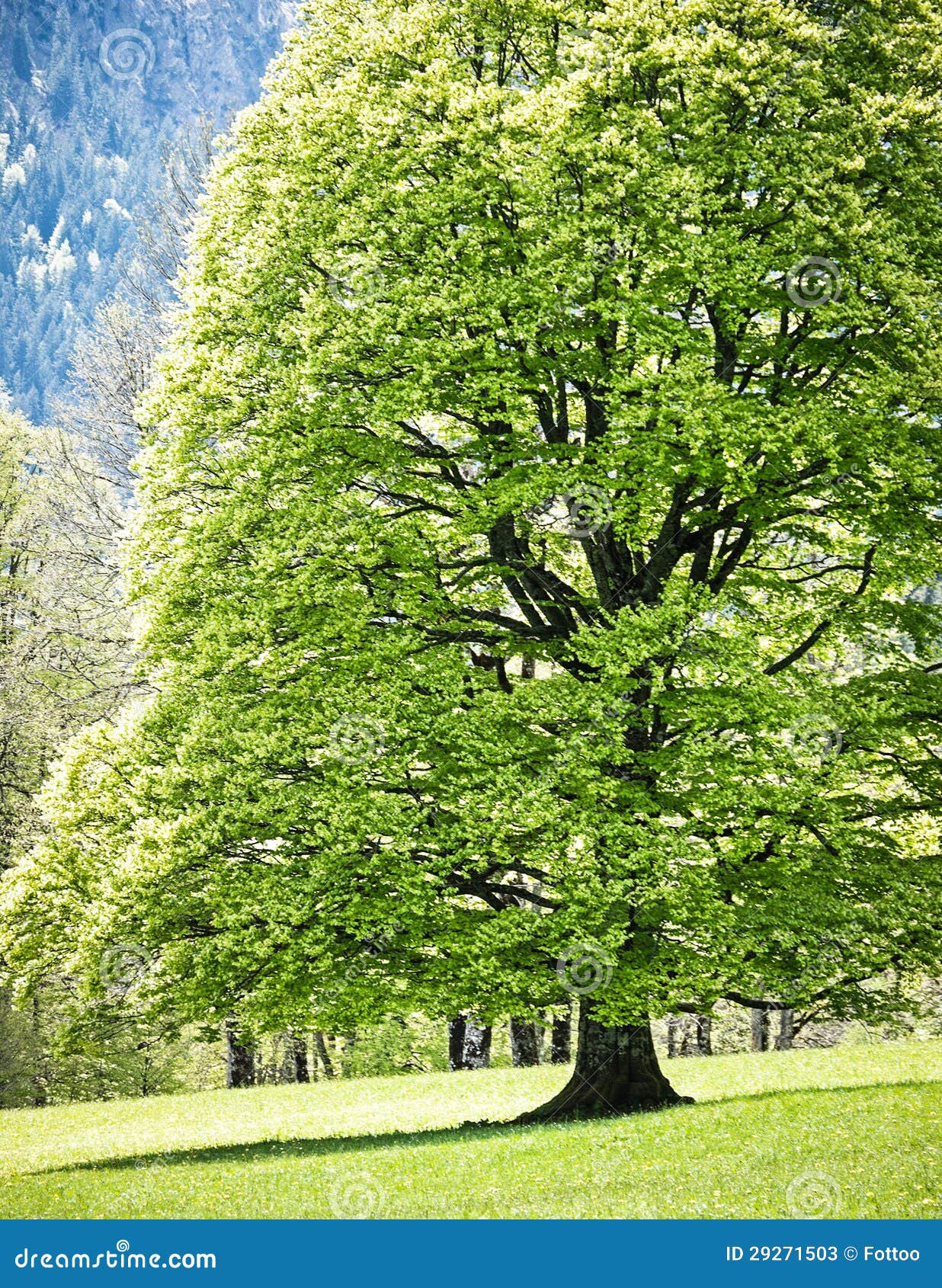 Arbre vert image stock. Image du paysager, horizontaux - 29271503