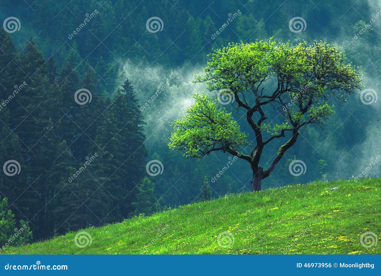 Arbre vert photo stock. Image du prés, brouillard, pré - 46973956