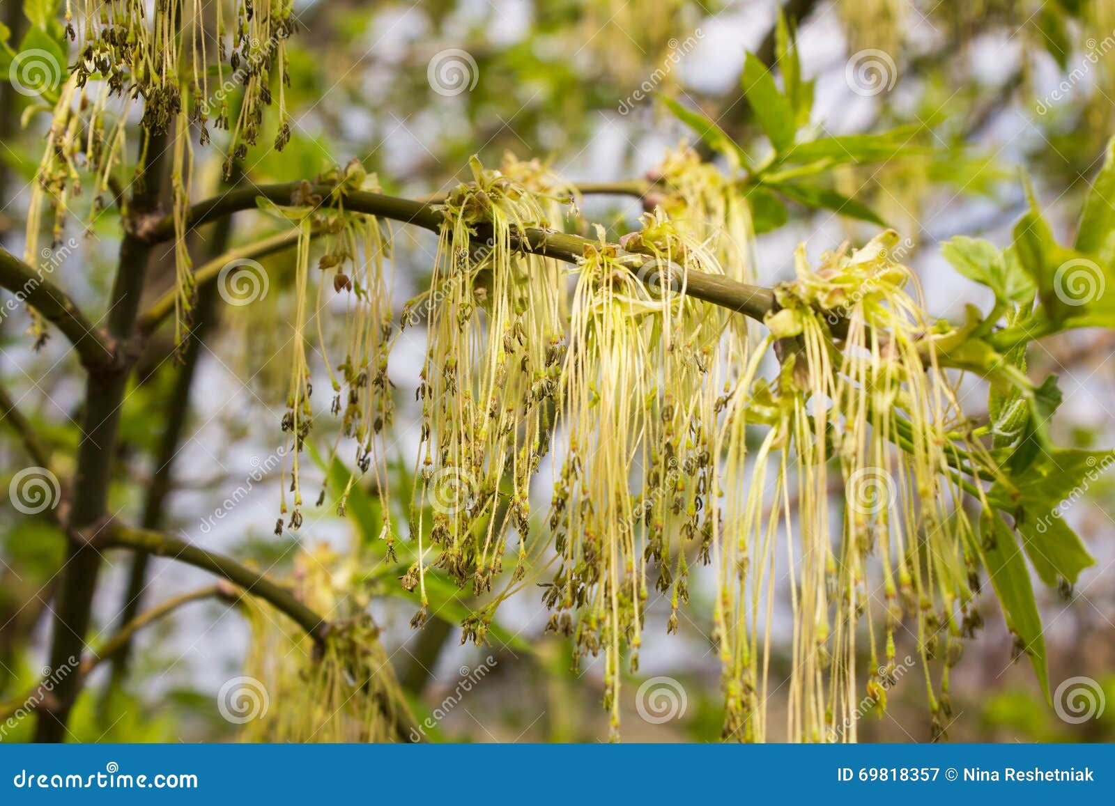 Arbre Vert Avec Des Chatons Image stock - Image du stationnement ...