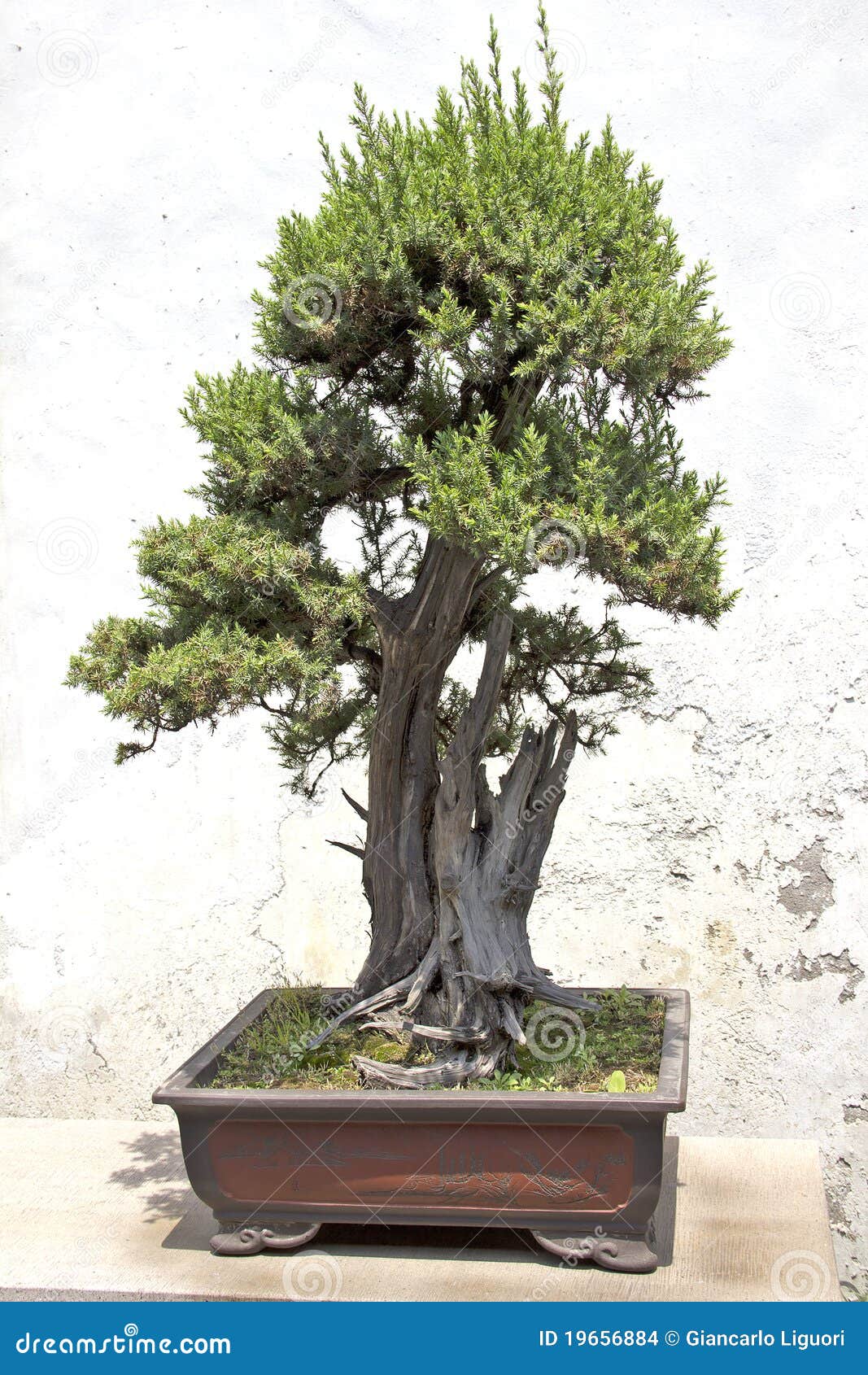 Arbre Vert Chinois De Bonzaies Photo stock - Image du botanique ...