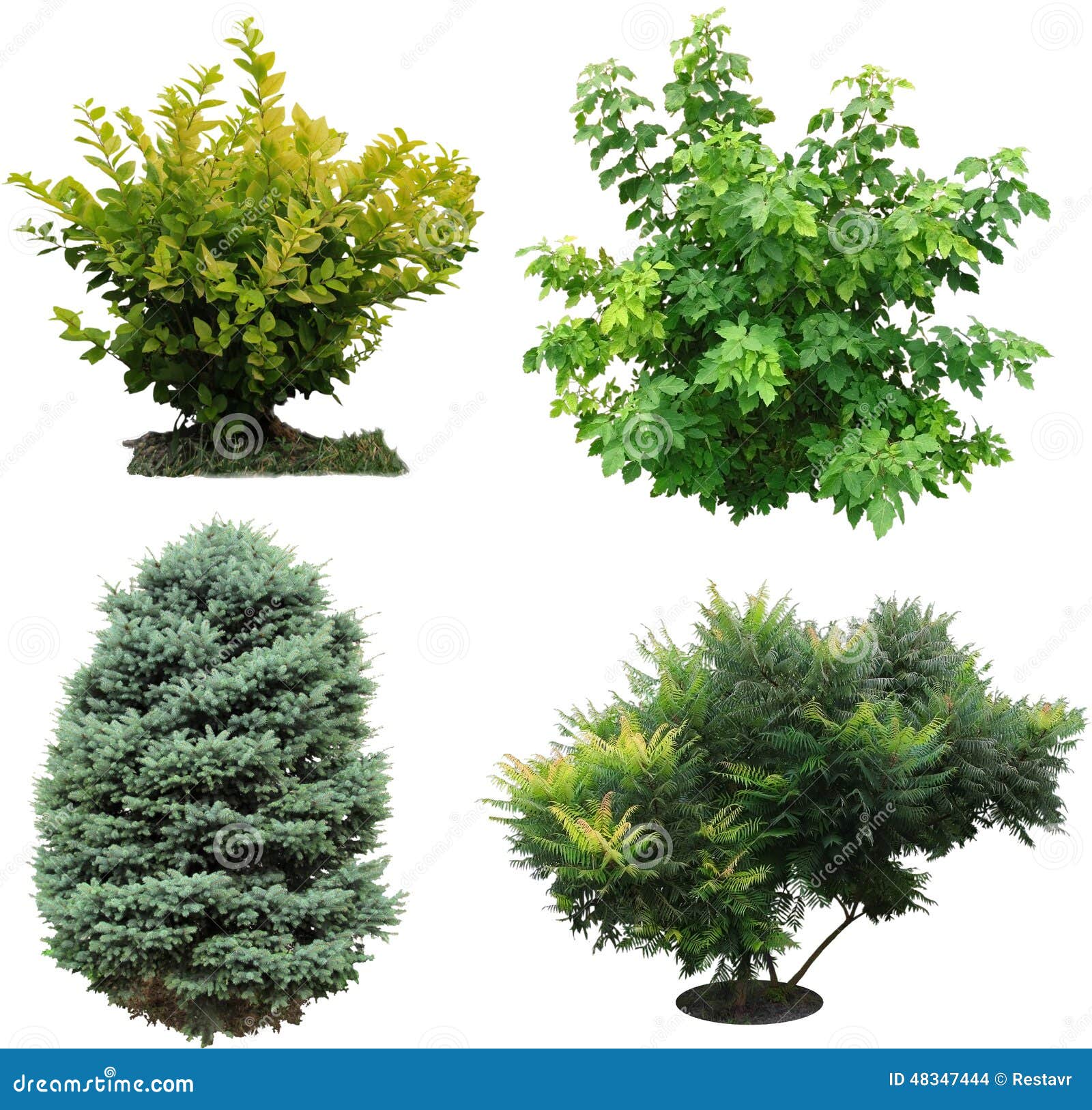 Arbres, buissons izolated photo stock. Image du vert - 48347444