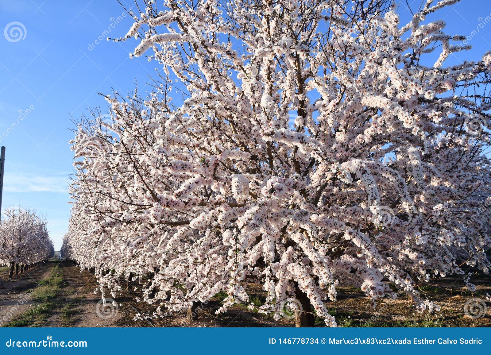Arbres d'amande en fleur photo stock. Image of arbres - 146778734
