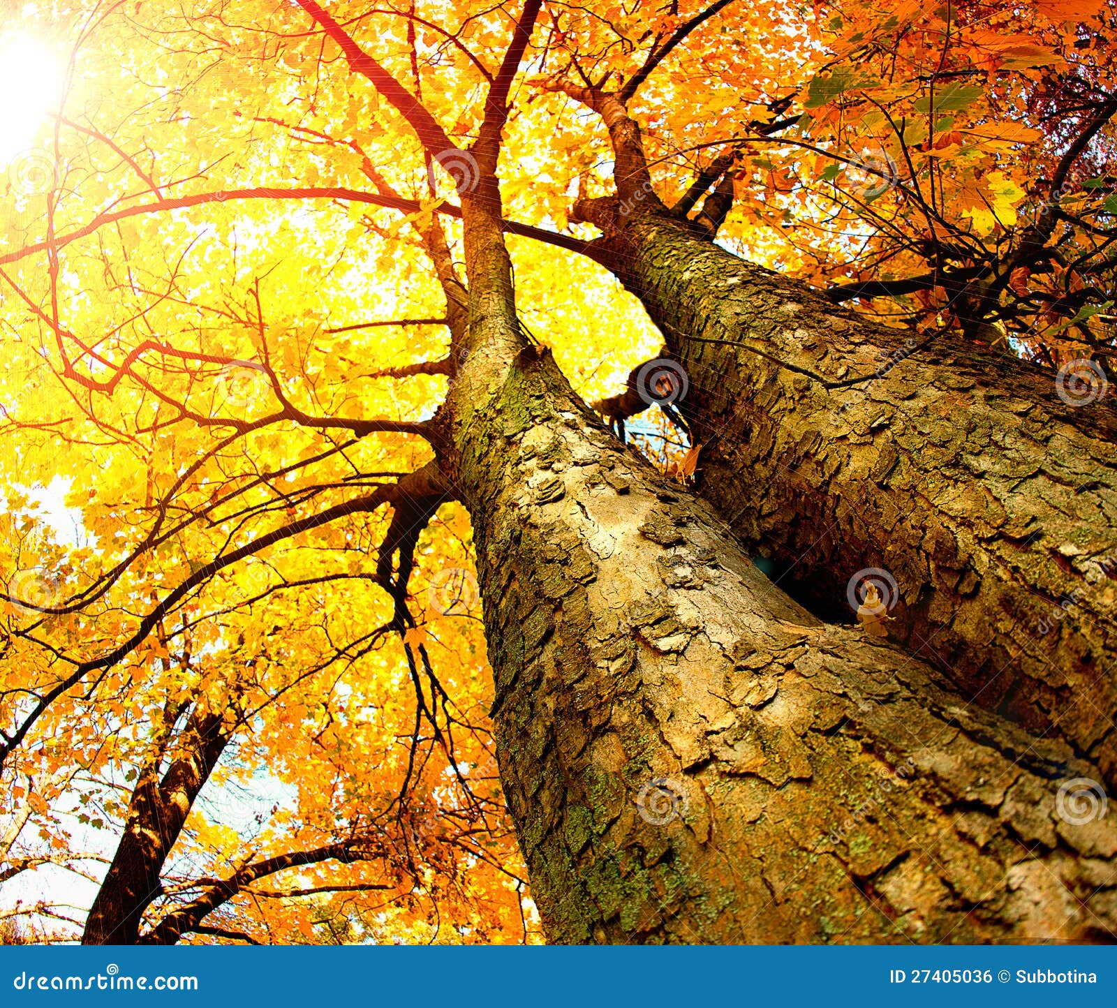 Arbres d'automne photo stock. Image du vert, automne - 27405036