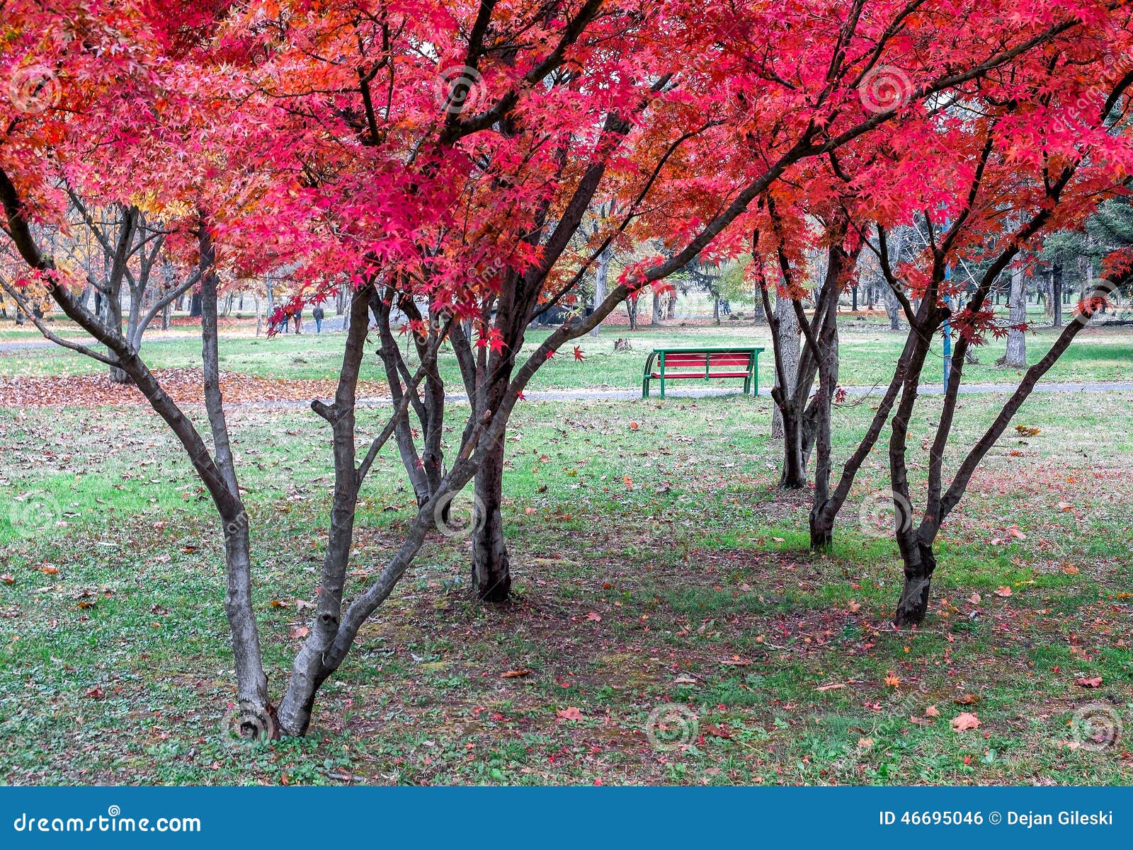 Arbres D'automne Avec Les Feuilles Rouges Photo stock - Image du nature ...