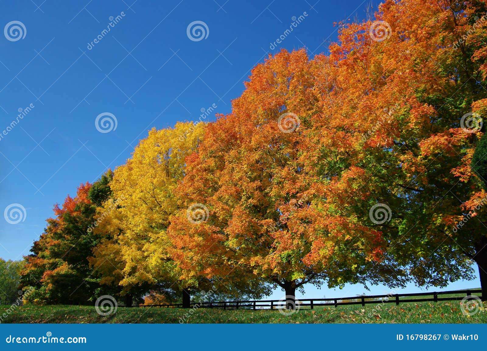 Arbres Dans Des Couleurs D'automne Image stock - Image du orange, scène ...