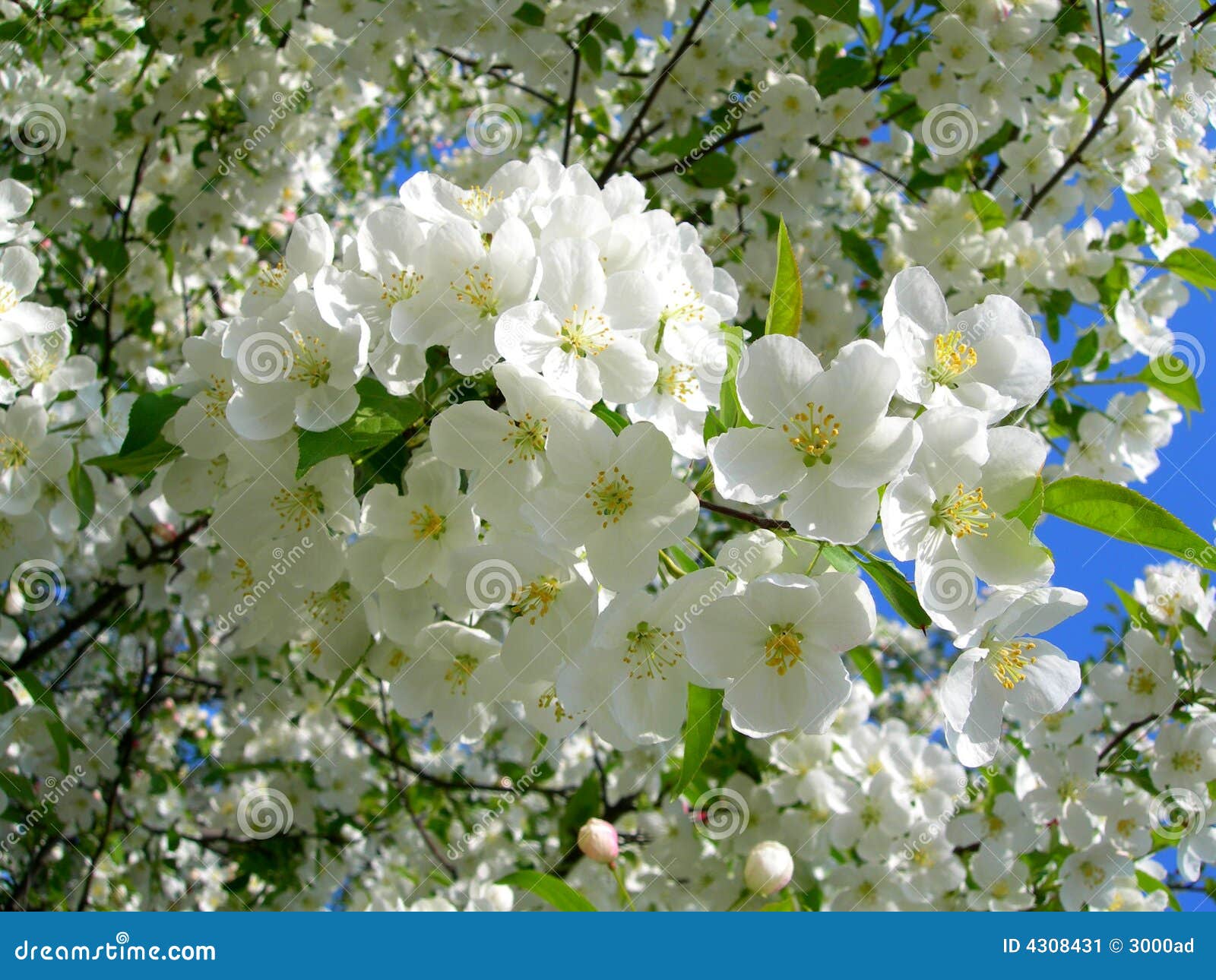 Arbres De Floraison De Fleur Blanche Image stock - Image of bourgeon ...
